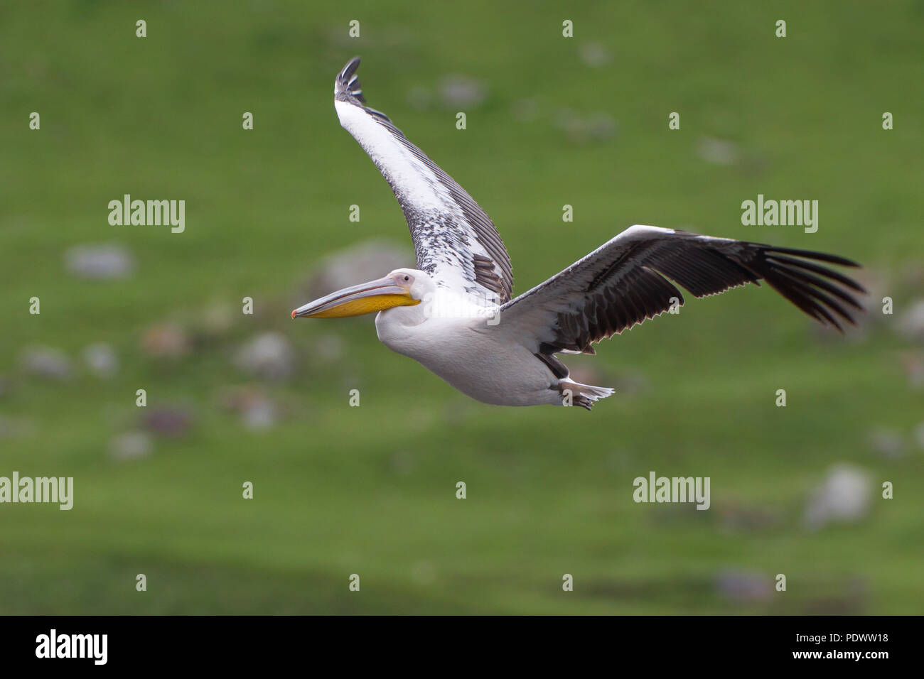 Of big white pelican pelecanus onocrotalus hi-res stock photography and ...