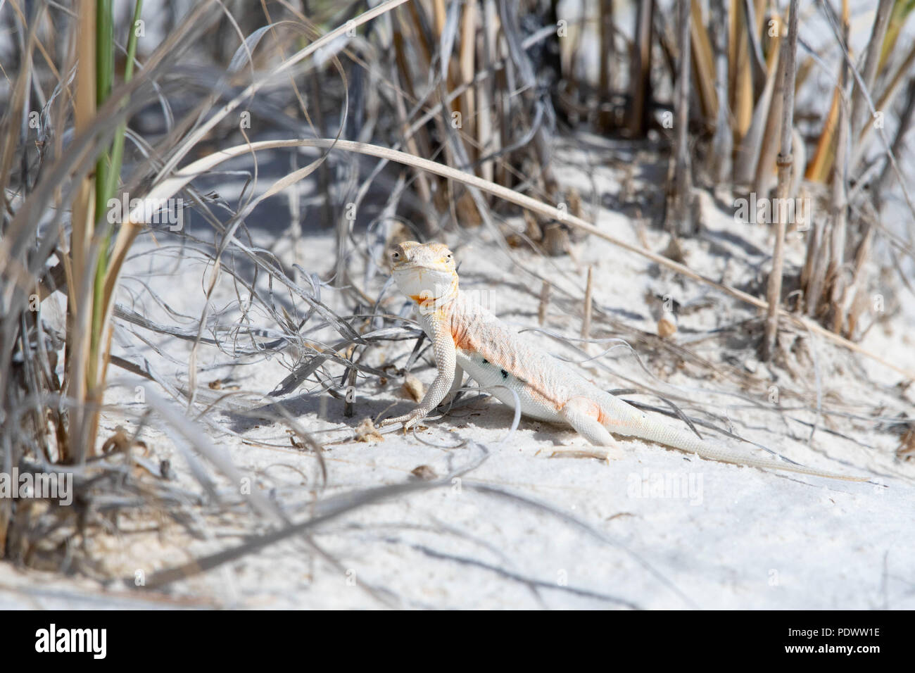 Bleached Earless Lizard, (Holbrookia maculata ruthveni), White Sands ...