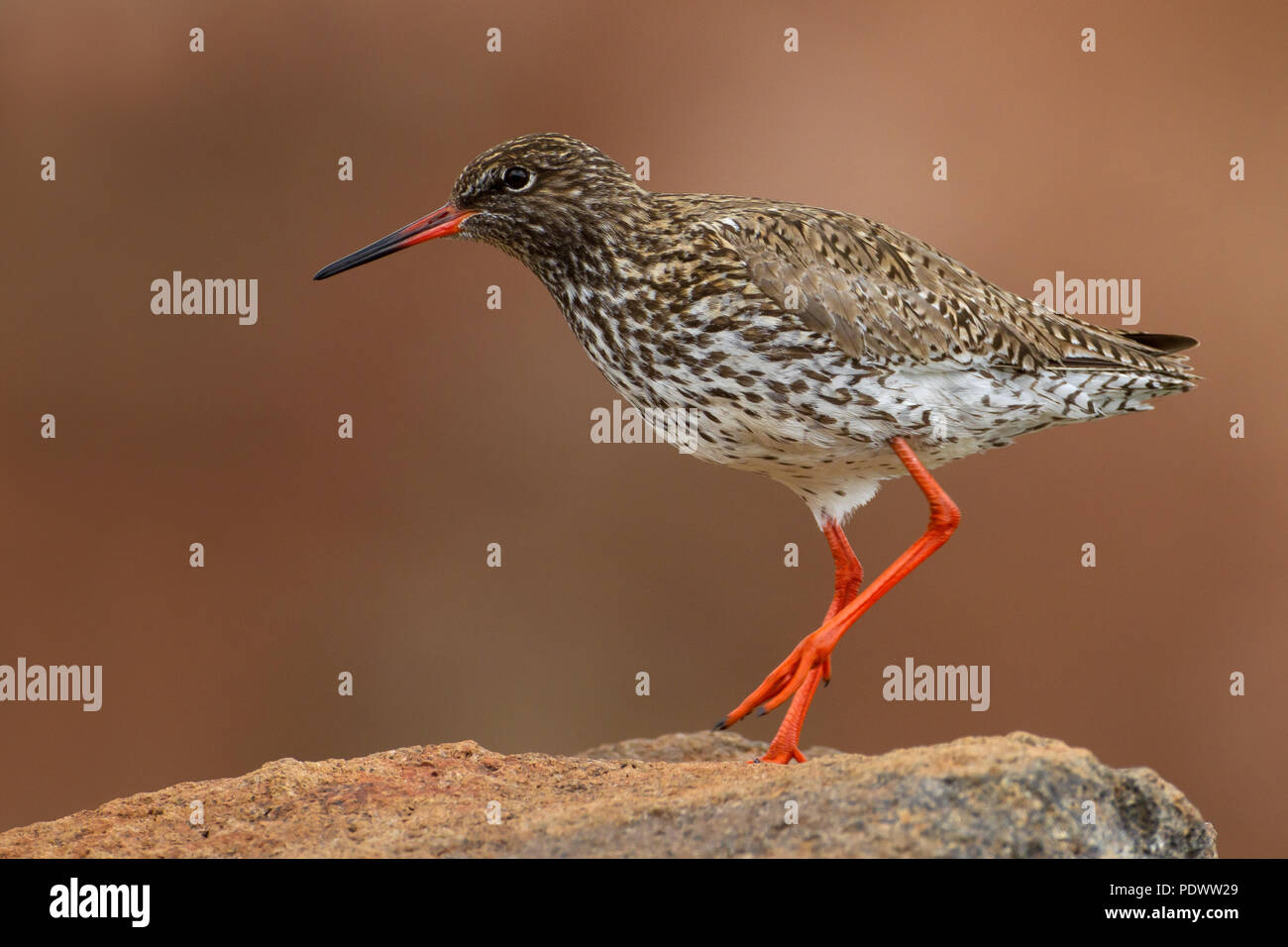 Redshank wildlife hi-res stock photography and images - Alamy