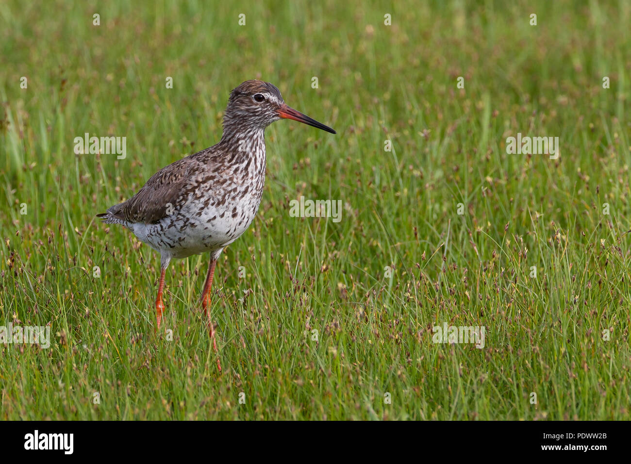 Redshank wildlife hi-res stock photography and images - Alamy