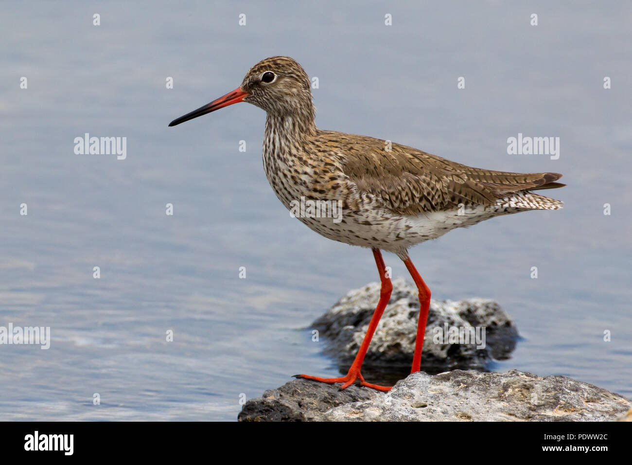 Redshank wildlife hi-res stock photography and images - Alamy