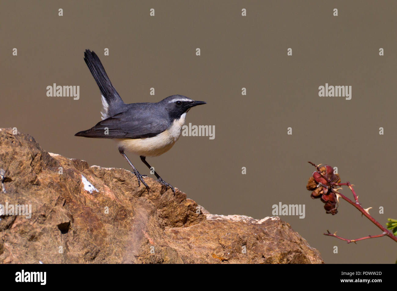 White throated robin hi-res stock photography and images - Alamy