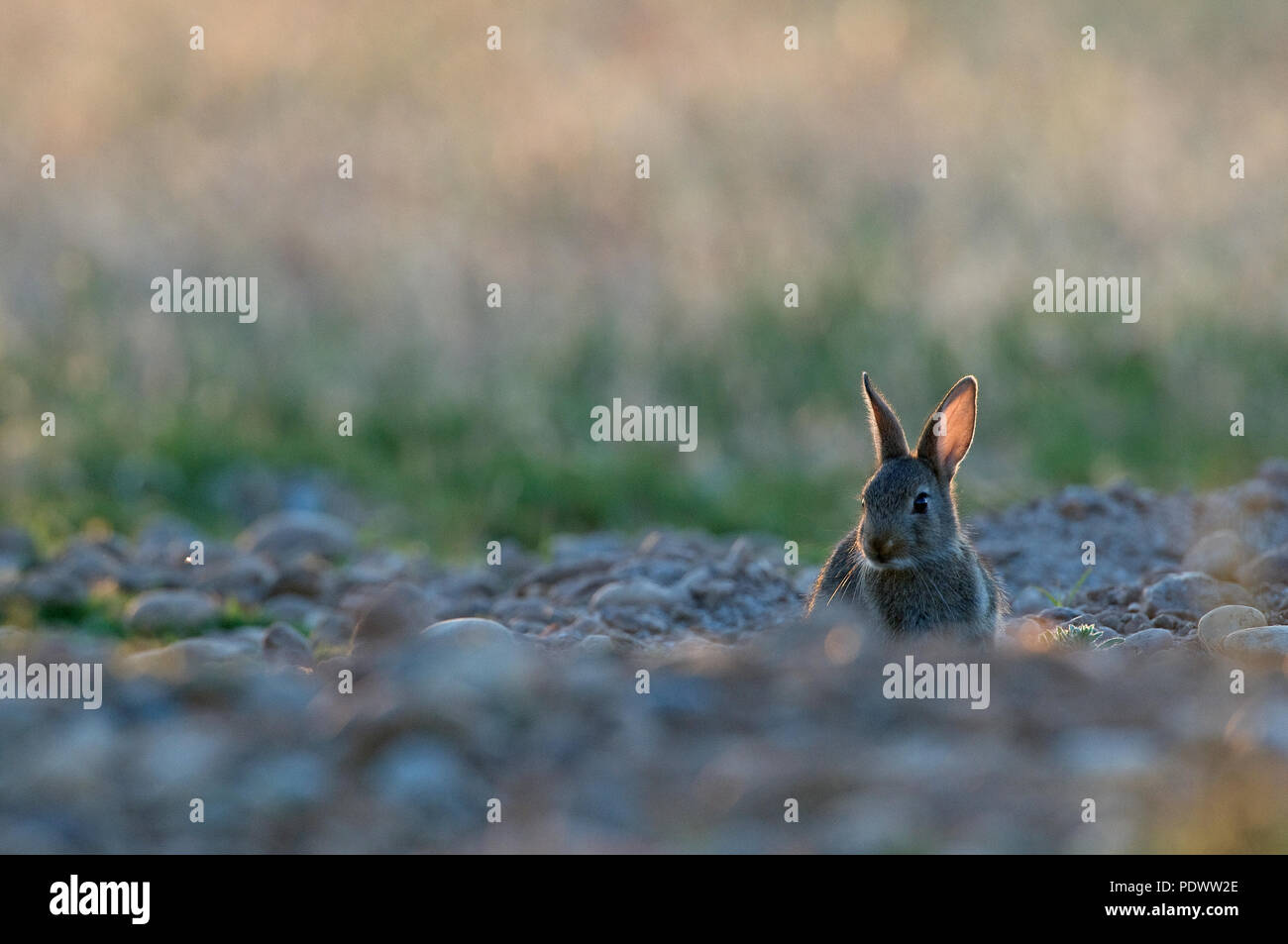 European rabbit - young - Oryctolagus cuninculus Lapin de garenne ...