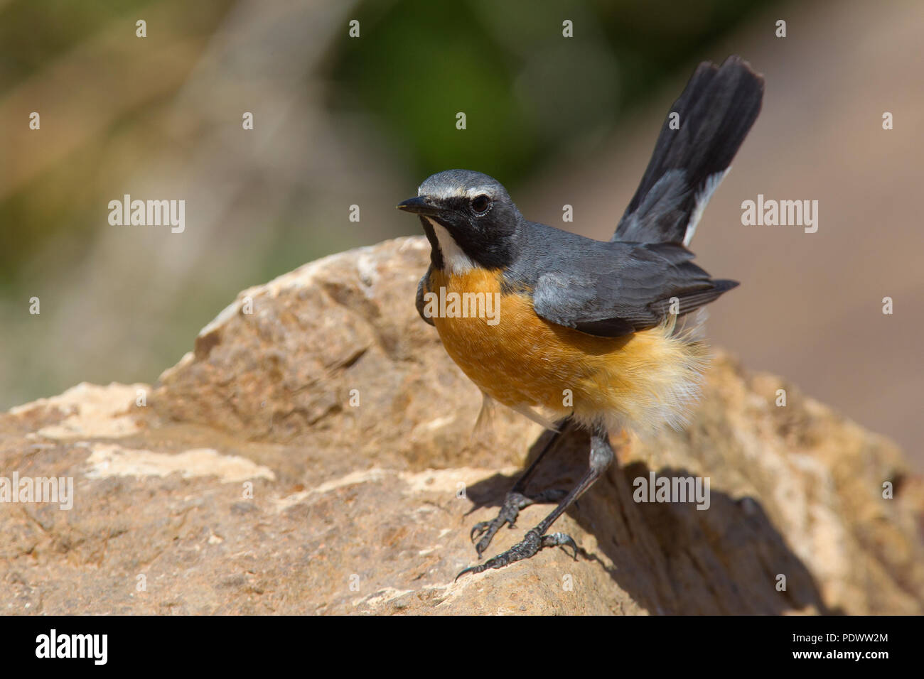 Male White-throated Robin in breeding habitat Stock Photo - Alamy