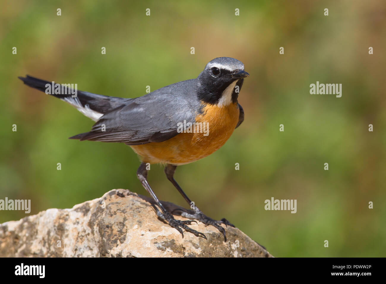 Male White-throated Robin in breeding habitat Stock Photo - Alamy