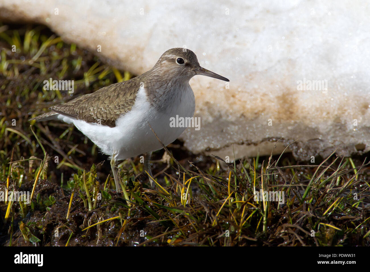 Common sandpiper hi-res stock photography and images - Alamy