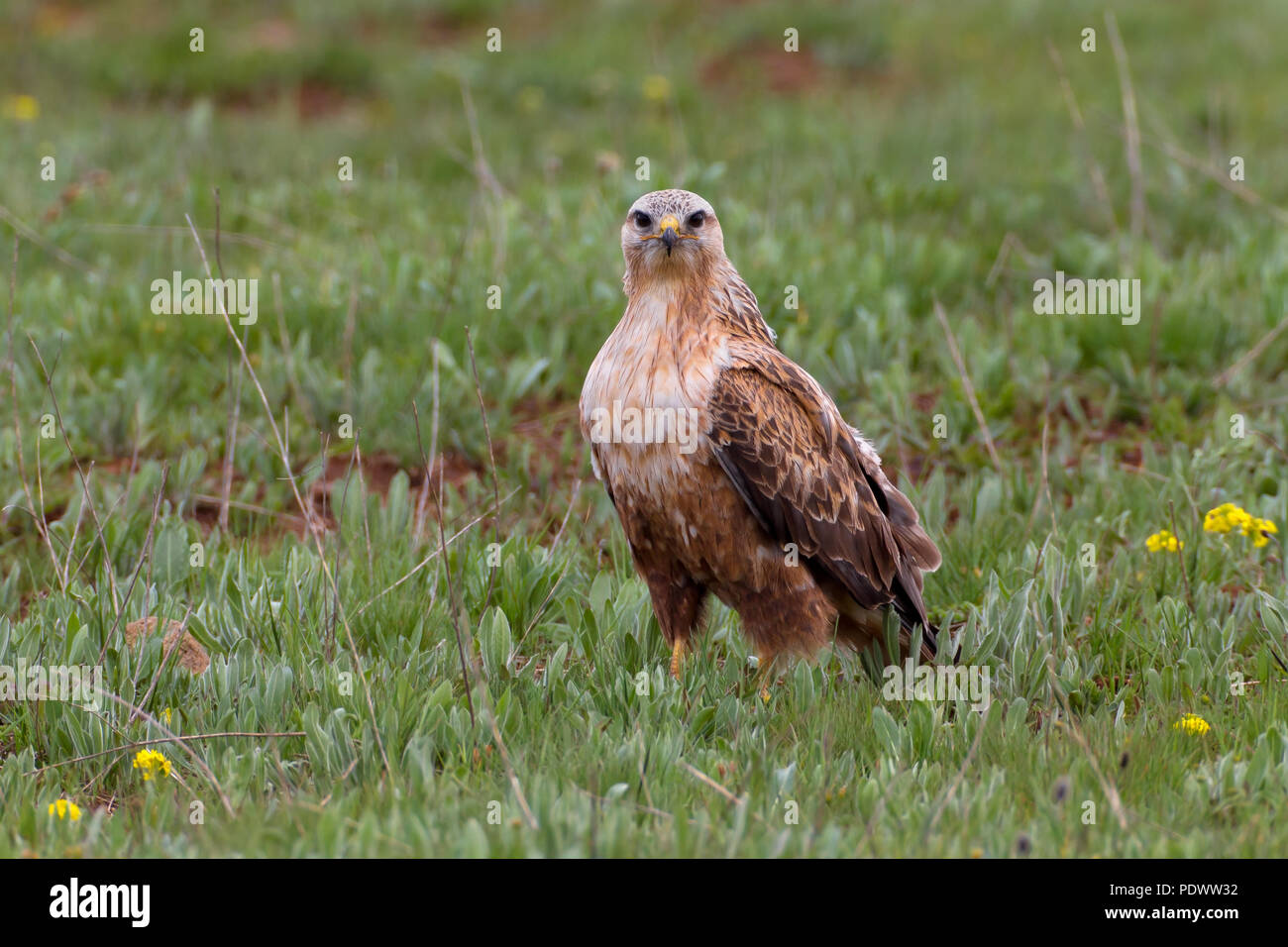 Raptor fauna hi-res stock photography and images - Alamy