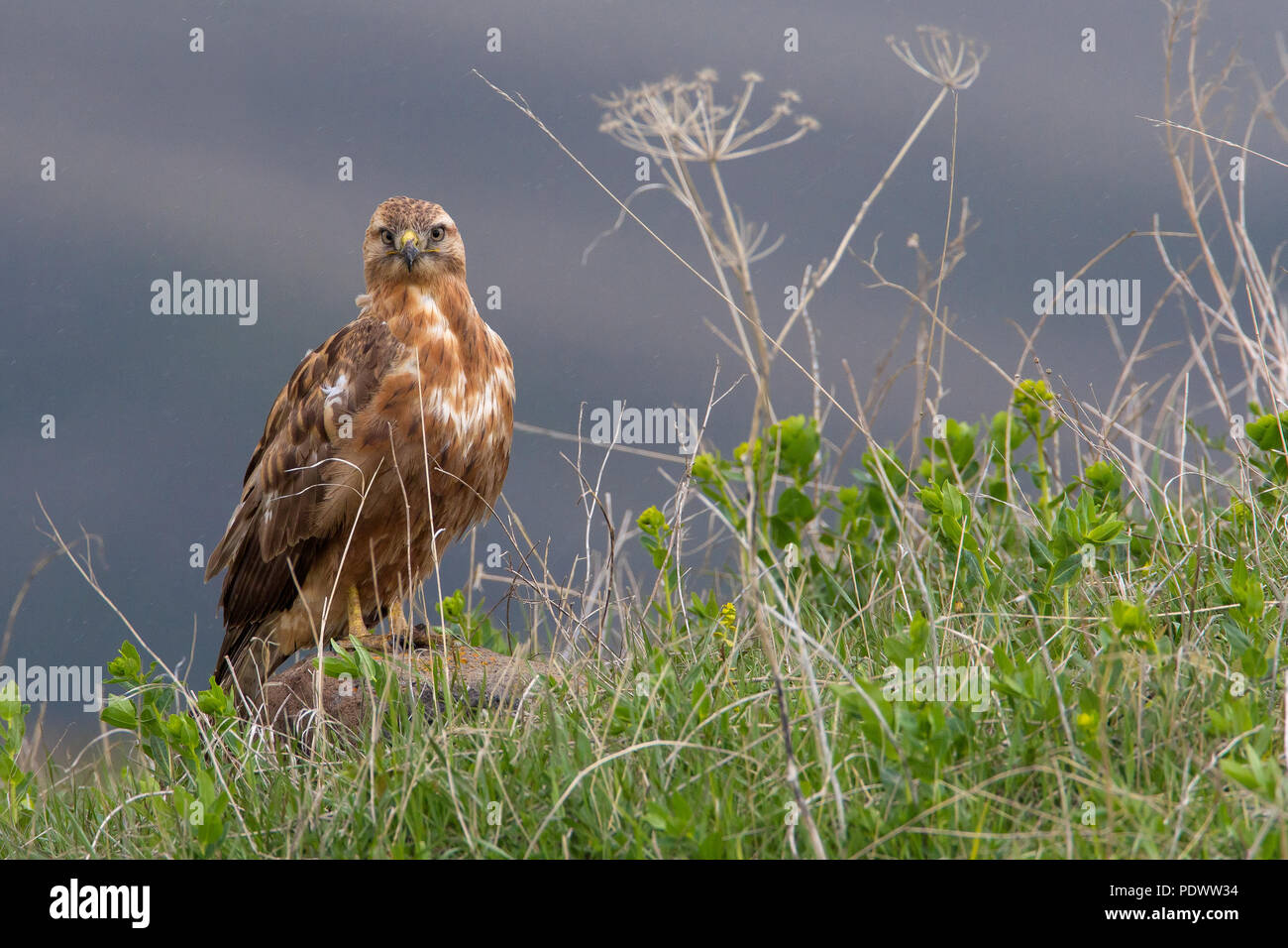 Raptor fauna hi-res stock photography and images - Alamy
