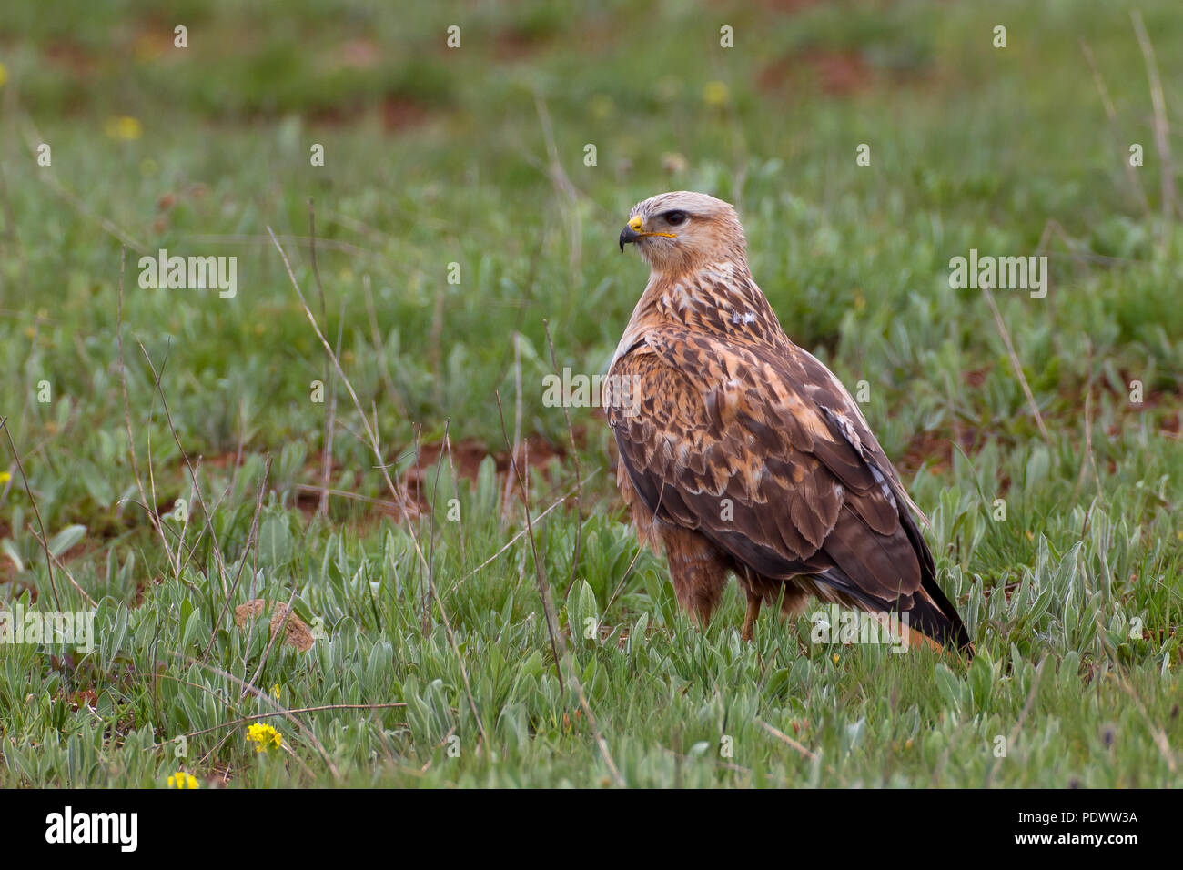 Raptor fauna hi-res stock photography and images - Alamy