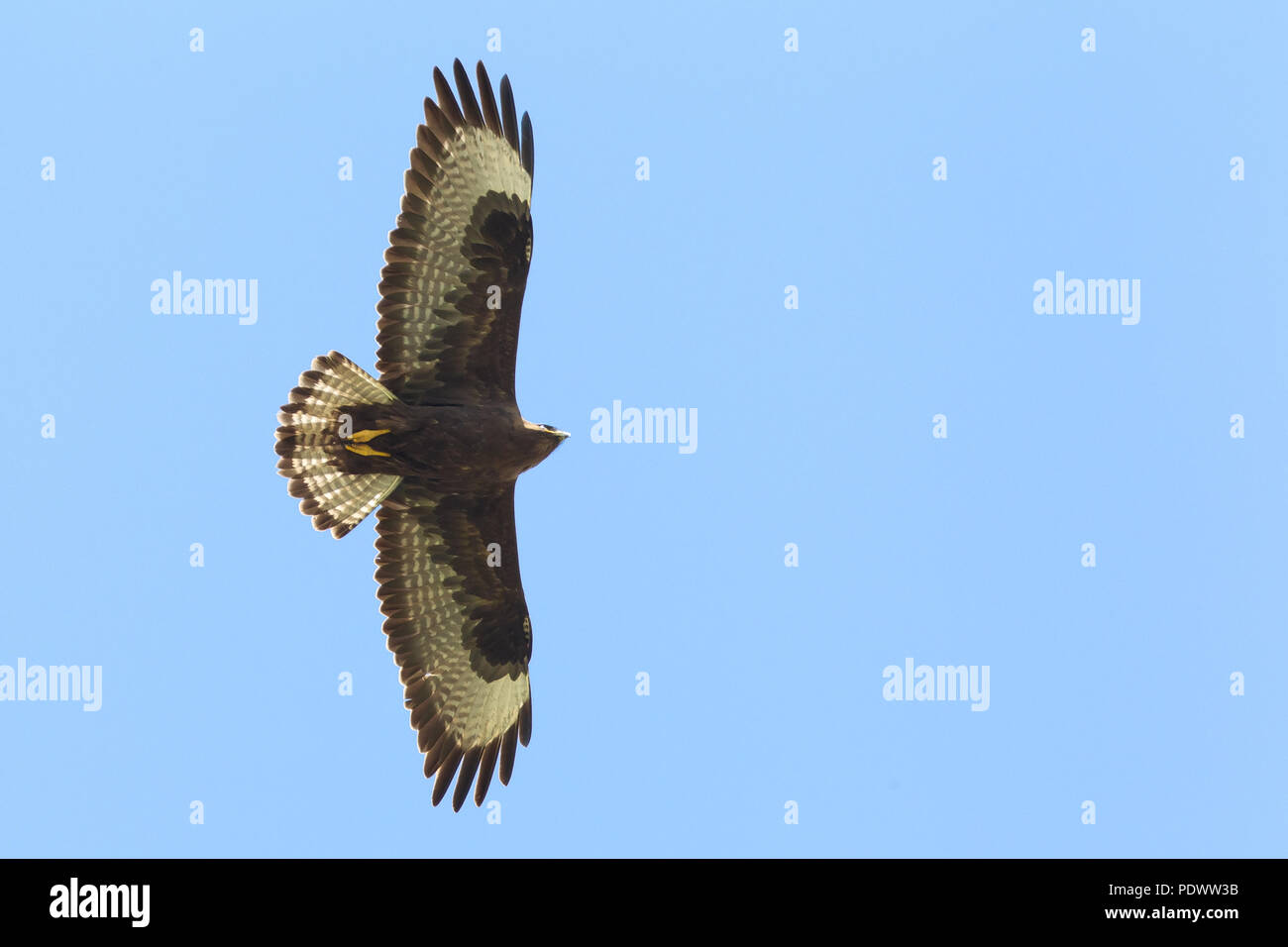 Buzzard flying hi-res stock photography and images - Alamy