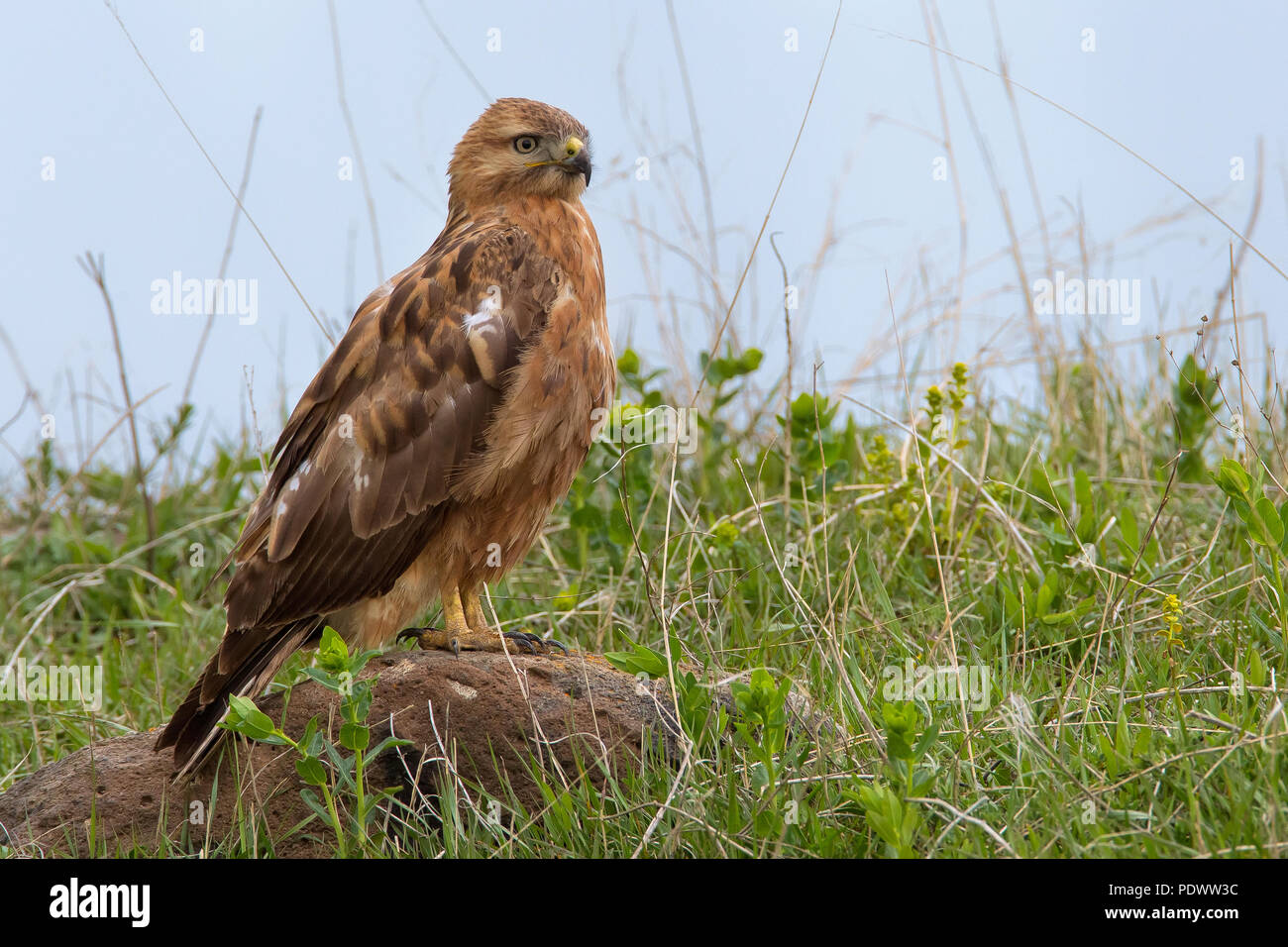 Buzzard in the grass hi-res stock photography and images - Alamy
