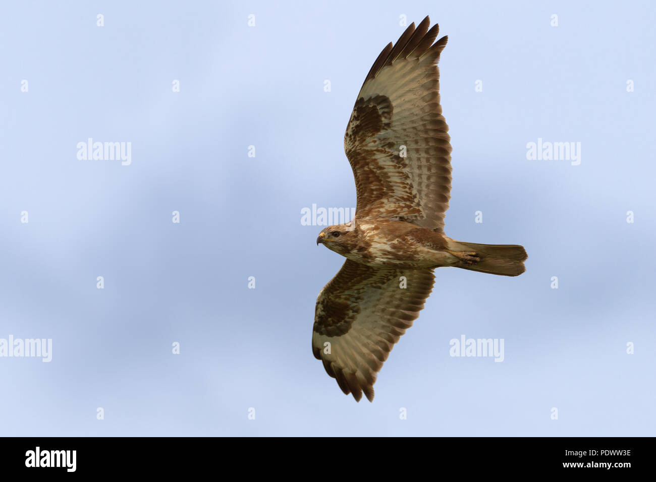 Flying Steppe Buzzard; Buteo buteo ssp vulpinus Stock Photo - Alamy