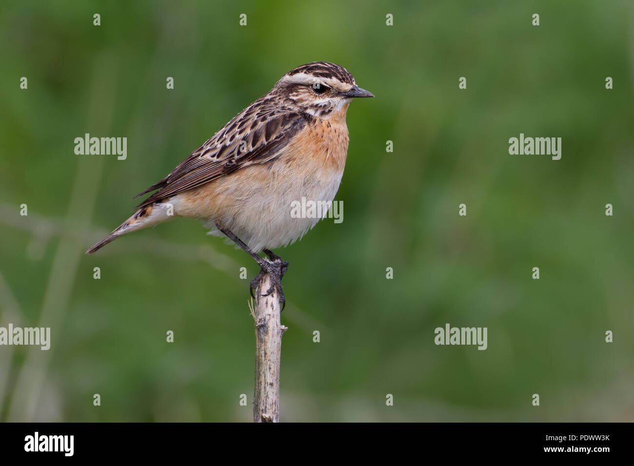 Winchat hi-res stock photography and images - Alamy