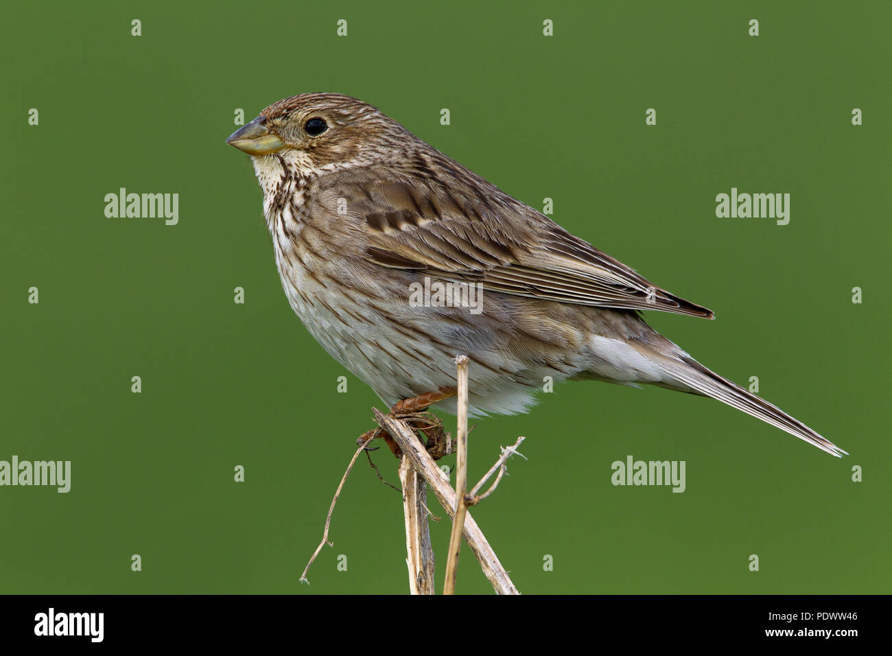 Corn bunting hi-res stock photography and images - Alamy