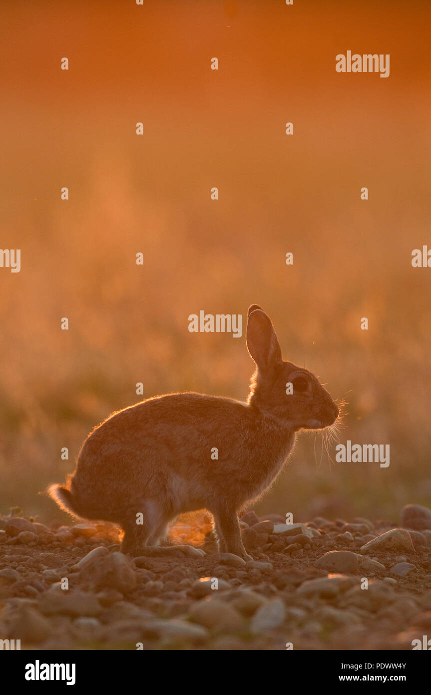 European rabbit - sunset - Oryctolagus cuninculus Lapin de garenne ...