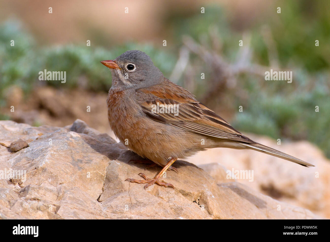 Grey-necked Bunting in breeding habitat Stock Photo - Alamy