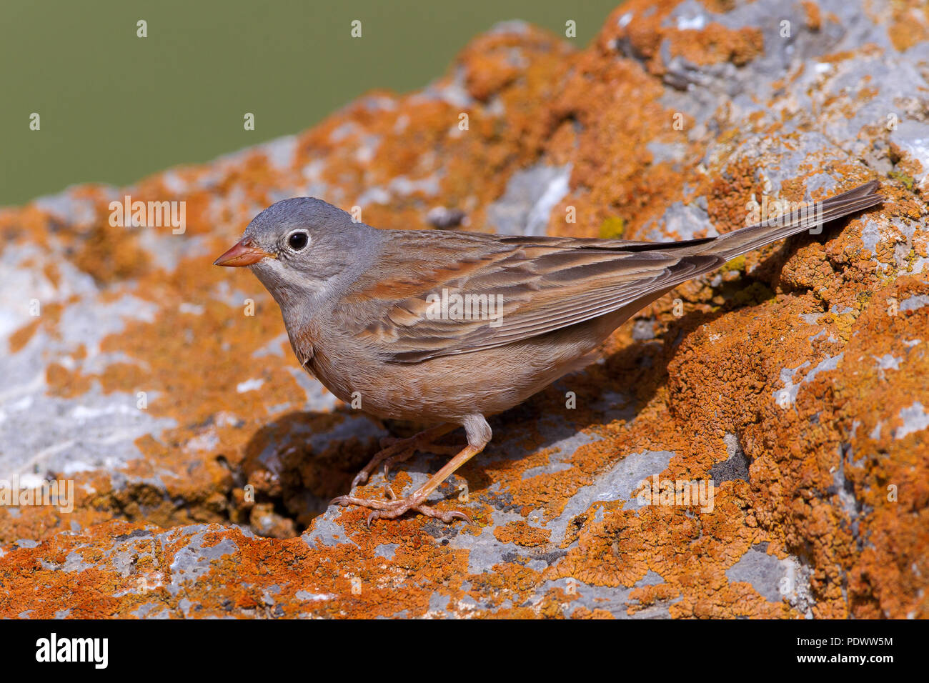 Grey-necked Bunting in breeding habitat Stock Photo - Alamy