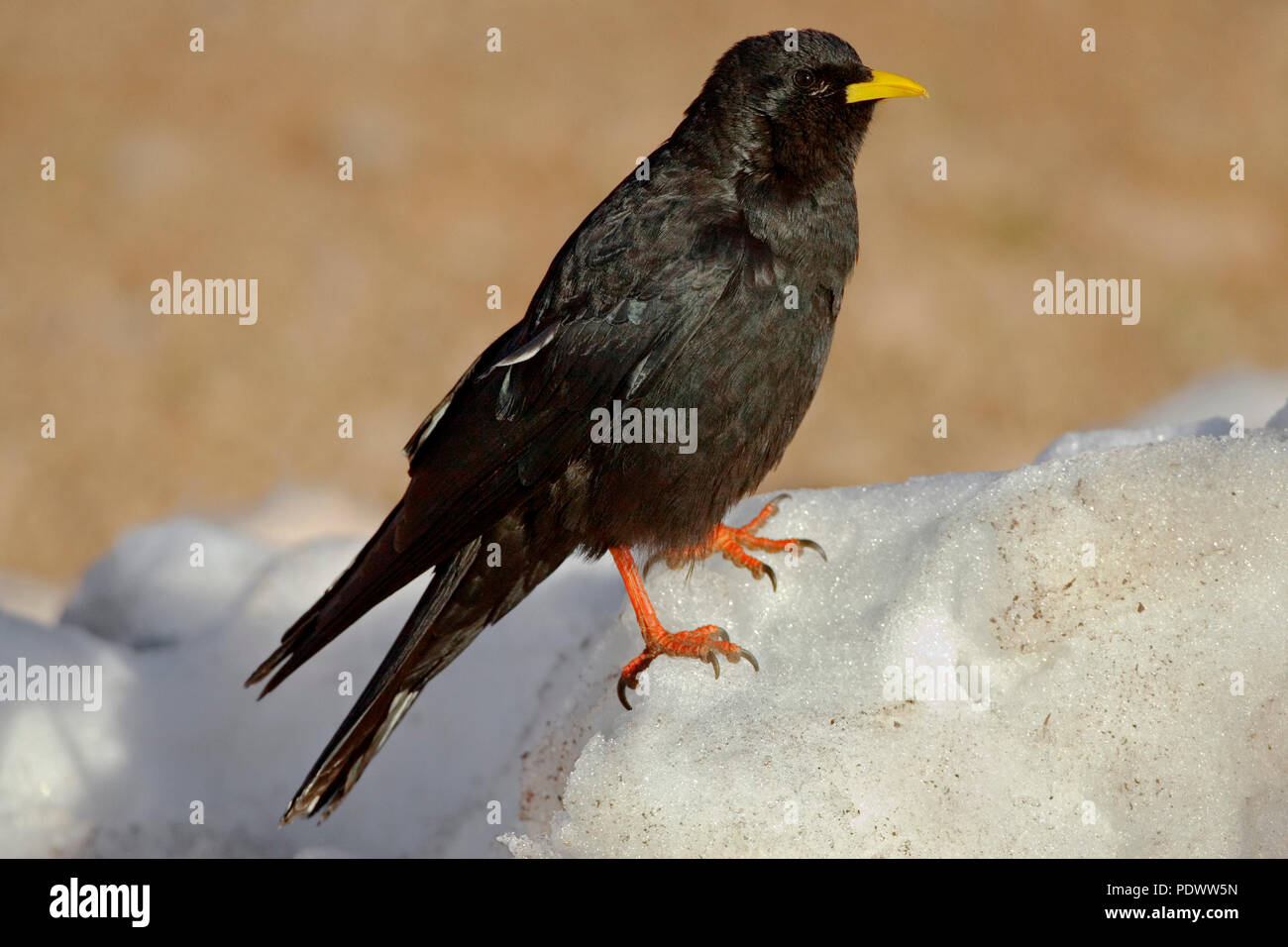 Alpine insects hi-res stock photography and images - Alamy