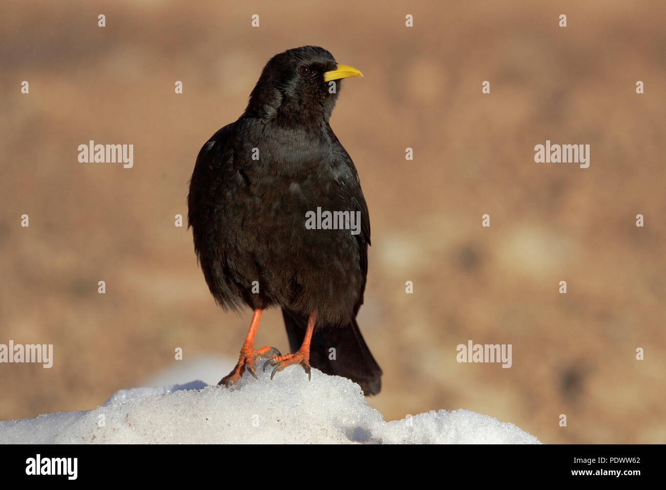 A chough hi-res stock photography and images - Alamy