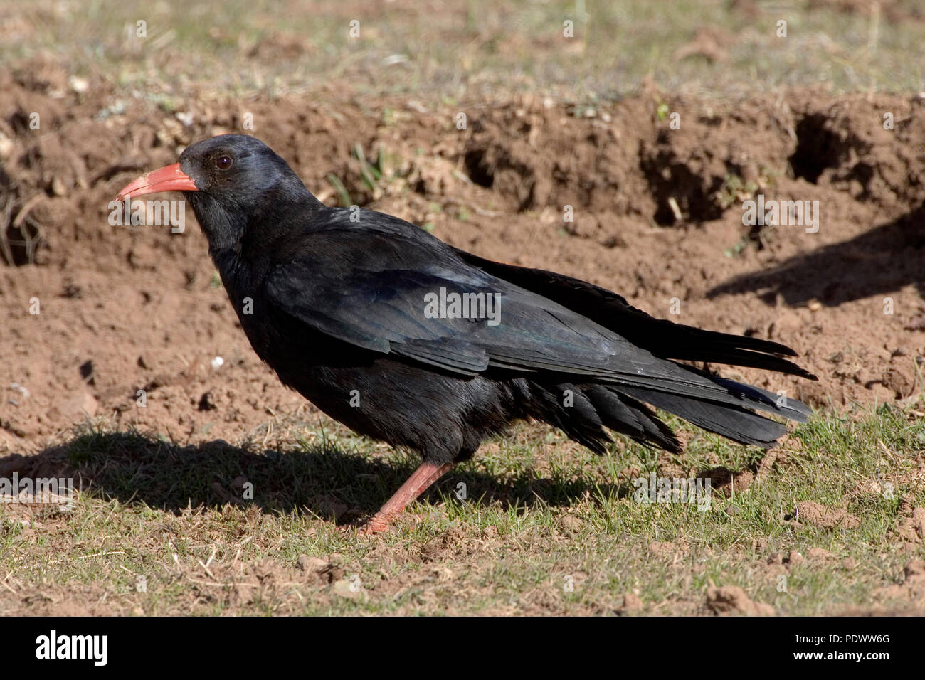 Red-billed Chough sitting between shriveled grass Stock Photo - Alamy