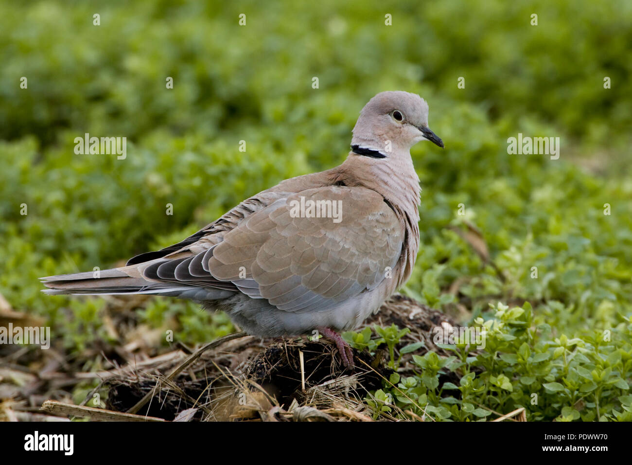 Dove italy hi-res stock photography and images - Alamy