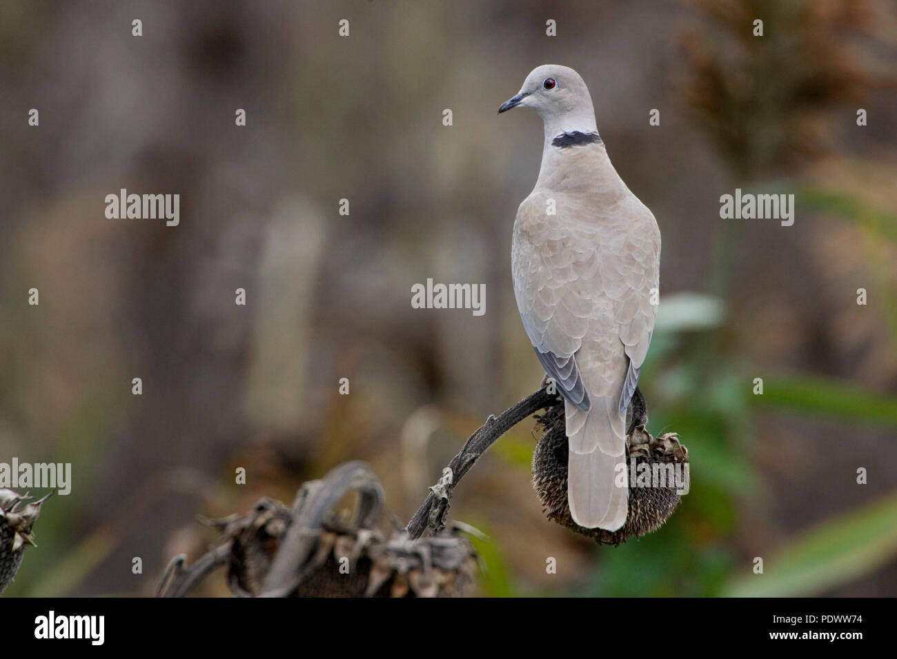 Eurasian Collared dove feeding on sunflowers Stock Photo - Alamy