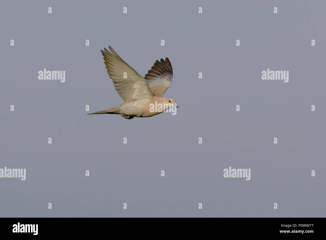 Side view of collared dove hi-res stock photography and images - Alamy