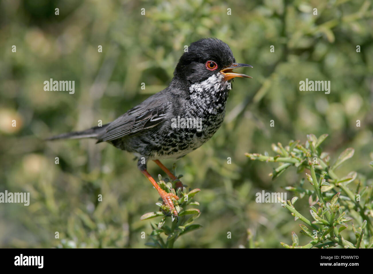 Cyprus warbler hi-res stock photography and images - Alamy