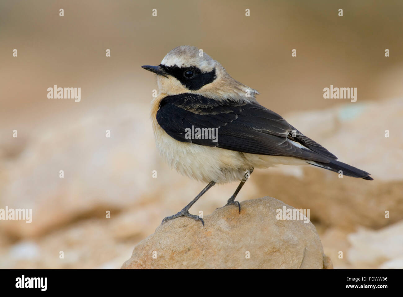 Black wheatear hi-res stock photography and images - Alamy