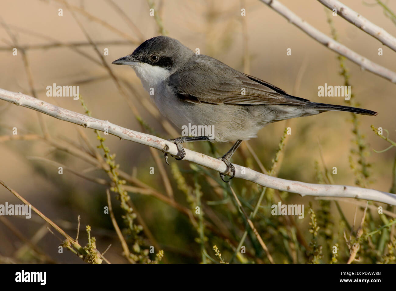 Eastern orphean warbler on a branch, side view Stock Photo - Alamy