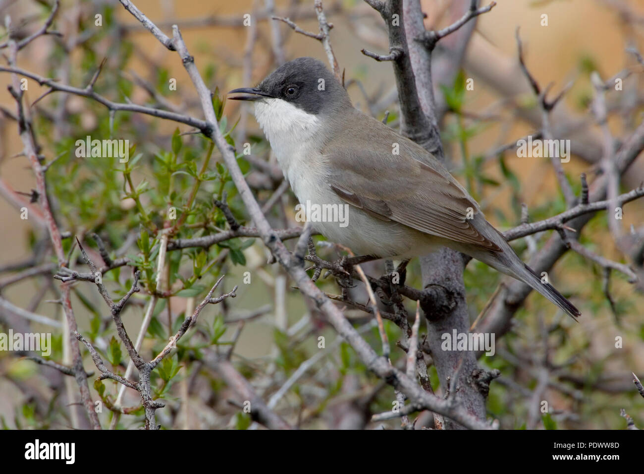 Eastern orphean warbler on a branch, side view Stock Photo - Alamy