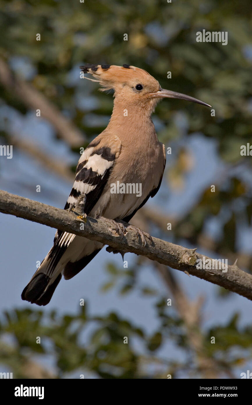 Hoopoe on a tree hi-res stock photography and images - Alamy