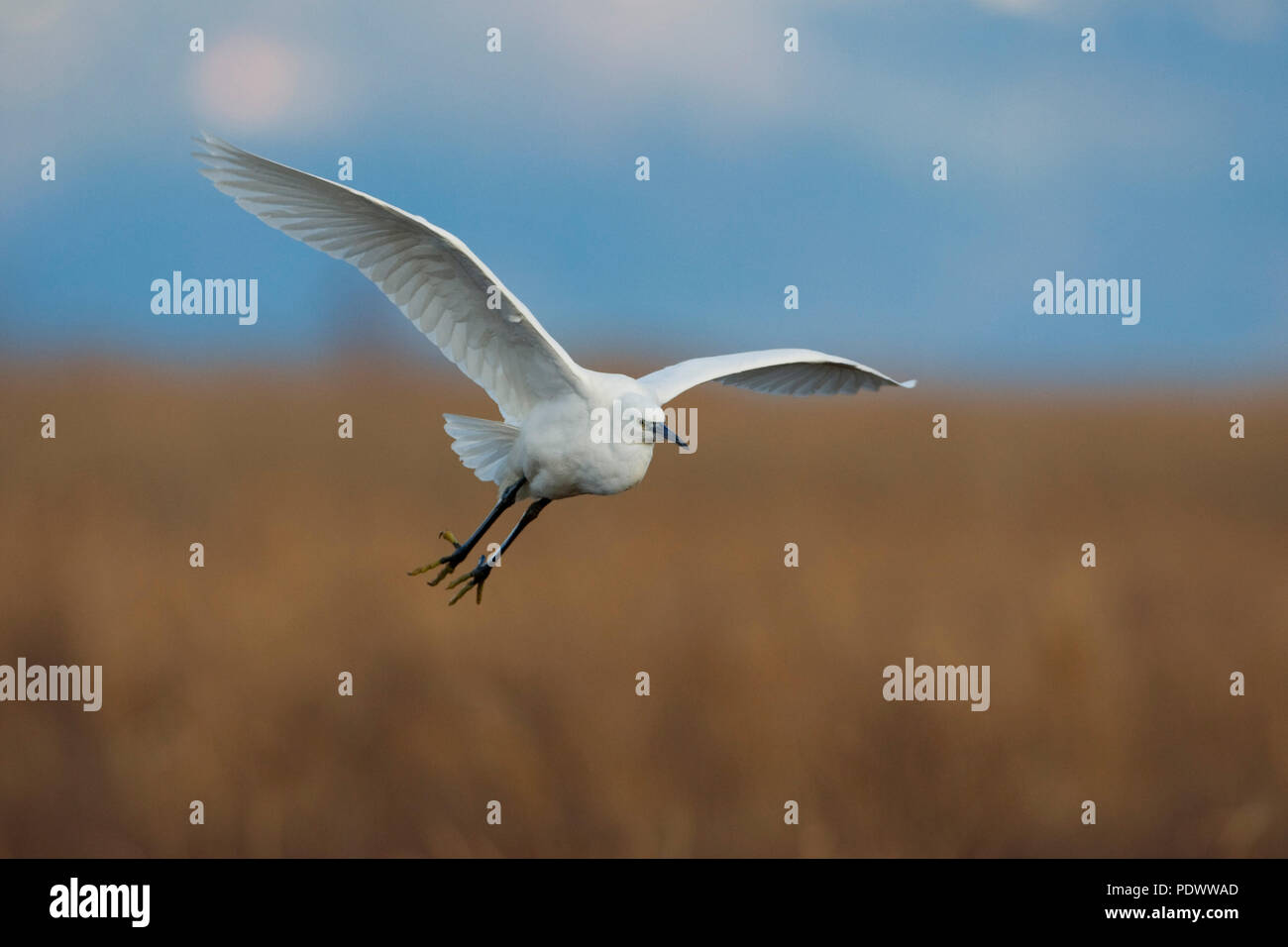 Dead red heron hi-res stock photography and images - Alamy