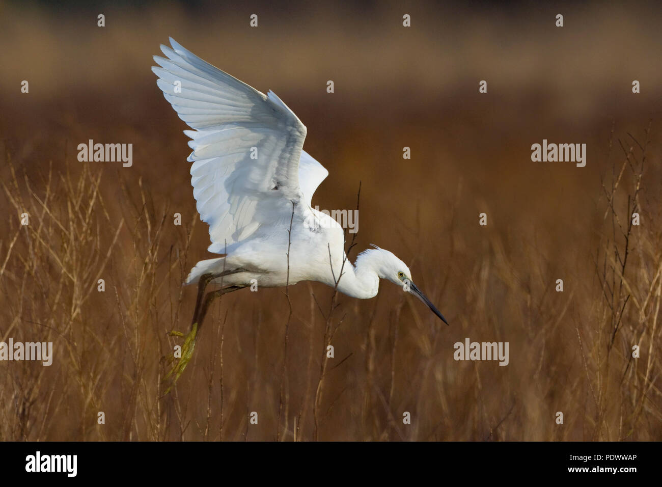 Dead red heron hi-res stock photography and images - Alamy