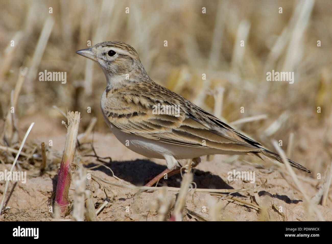 Short toed lark hi-res stock photography and images - Alamy