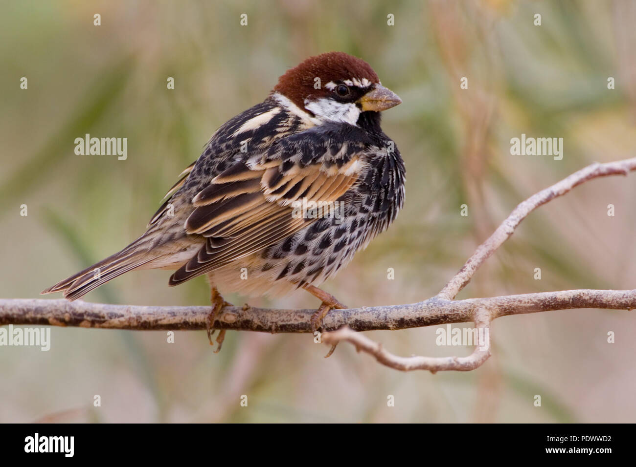 Spanish Sparrow on a dead twig Stock Photo - Alamy