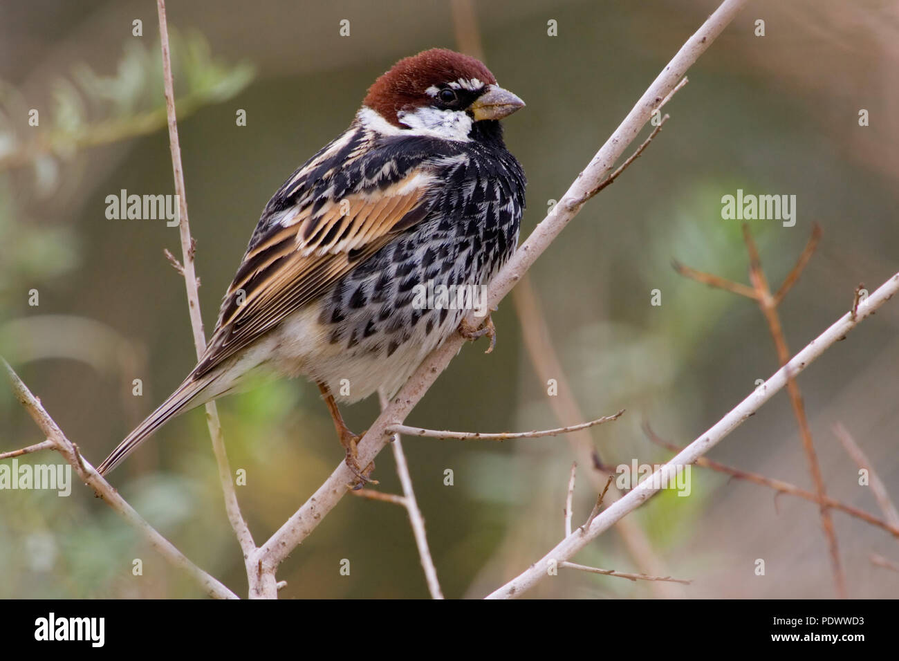 Spanish Sparrow on a dead twig Stock Photo - Alamy