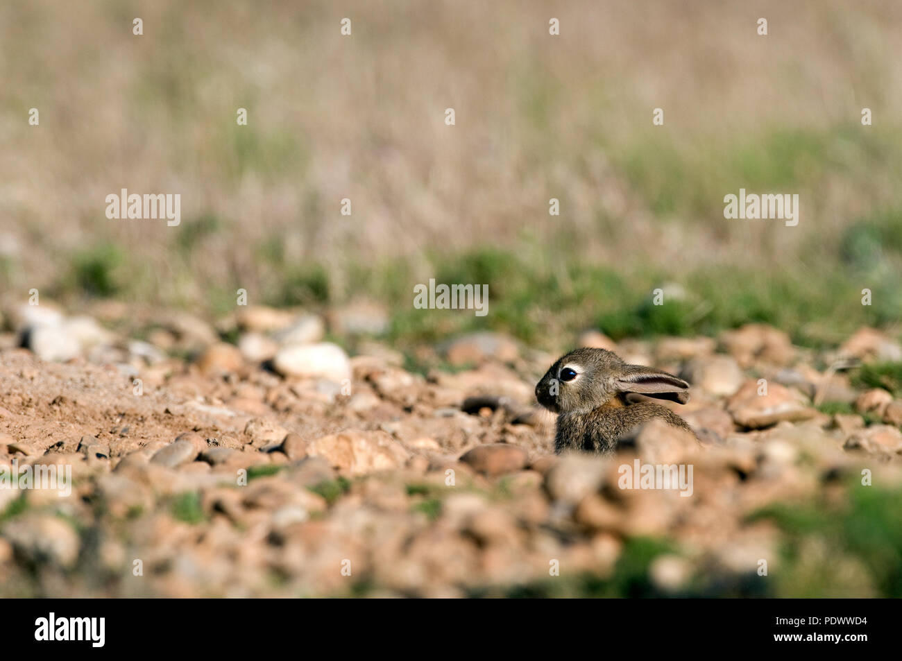 European rabbit - young - Oryctolagus cuninculus Lapin de garenne ...