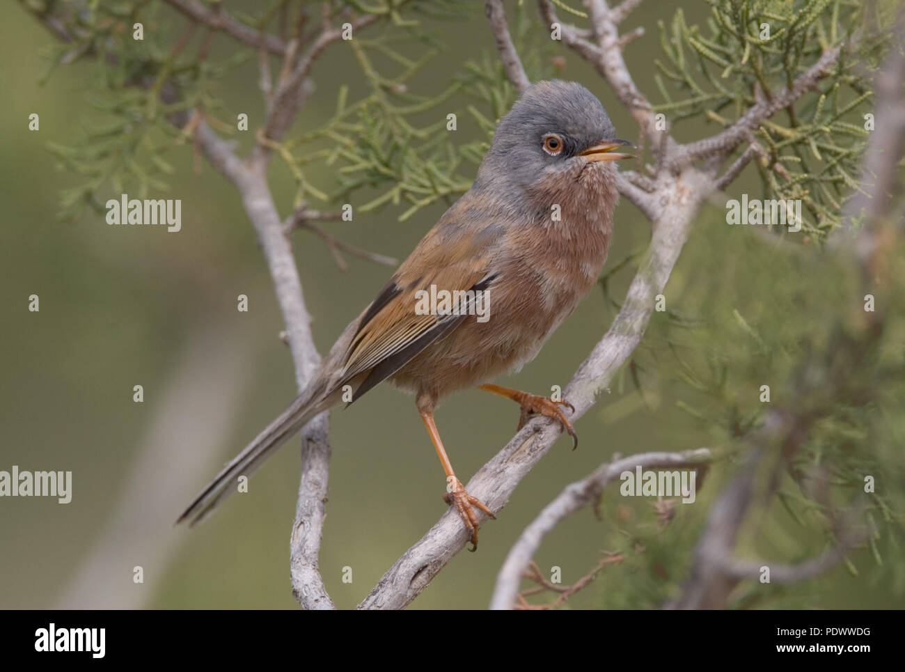 Tristram's Warbler on branche with green background, side-view Stock ...