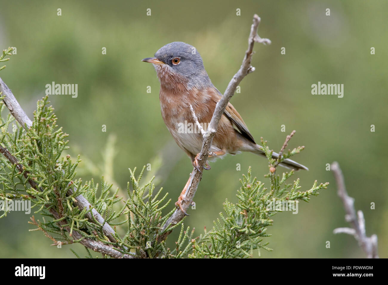 Tristram's Warbler on a branche with green background, side-view Stock ...