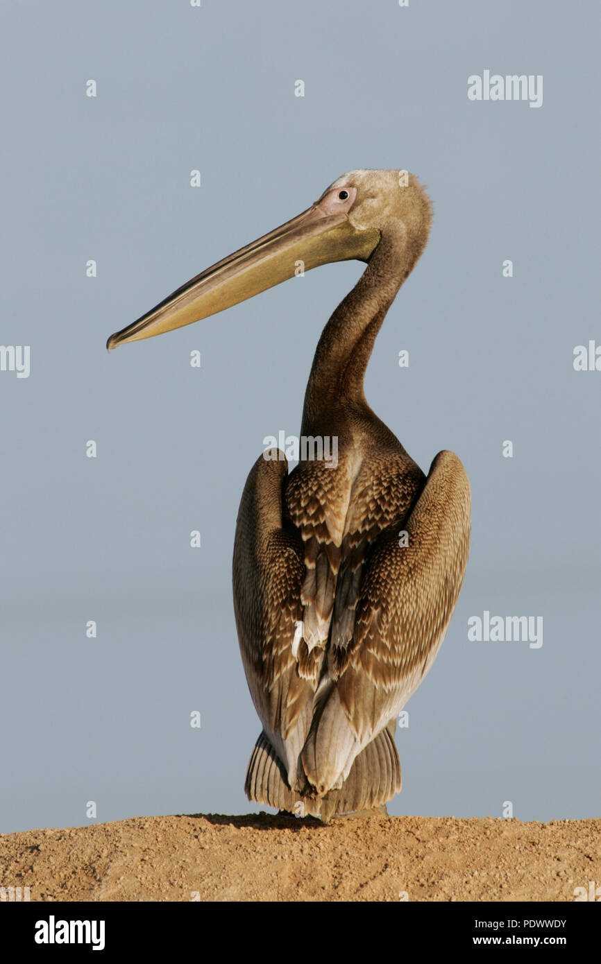 White Pelican from the back-side looking to the left Stock Photo - Alamy