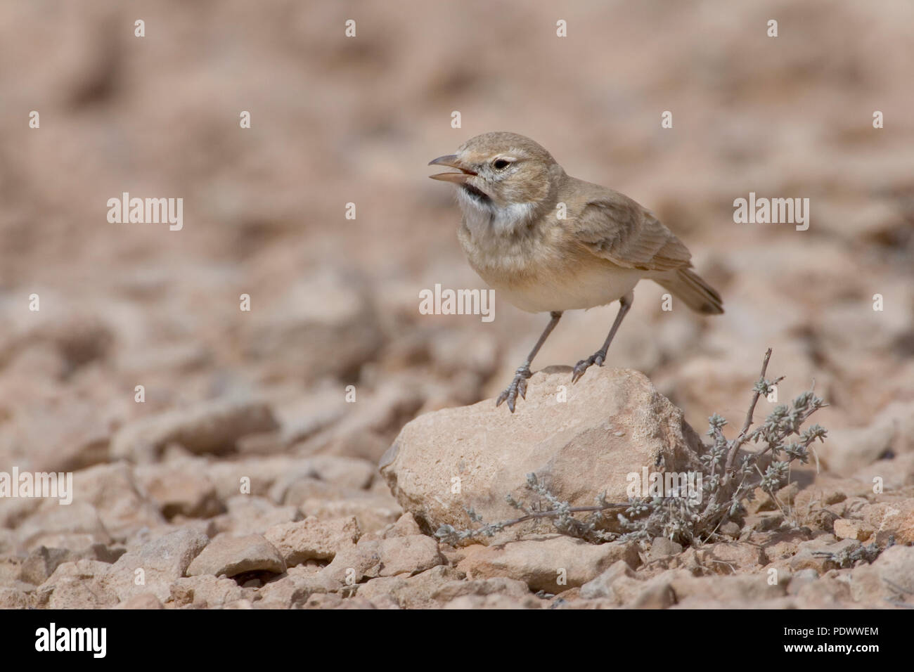 Calling Bar-tailed Desert Lark on a stone, side-view Stock Photo - Alamy