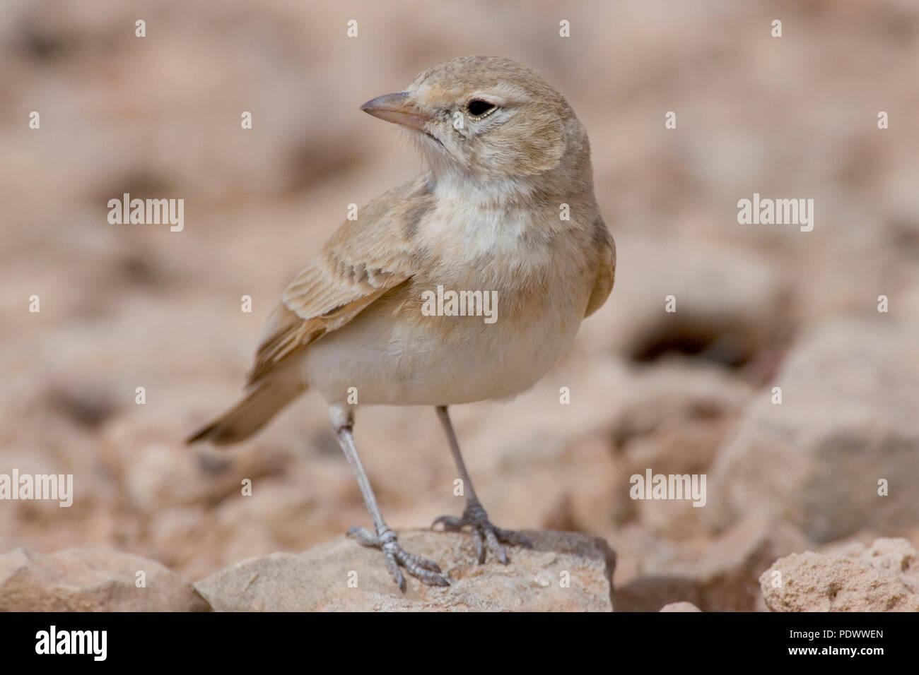 Bar-tailed Desert Lark on a stone, front-view Stock Photo - Alamy