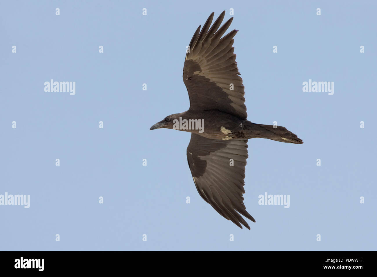 Raven in flight hi-res stock photography and images - Alamy