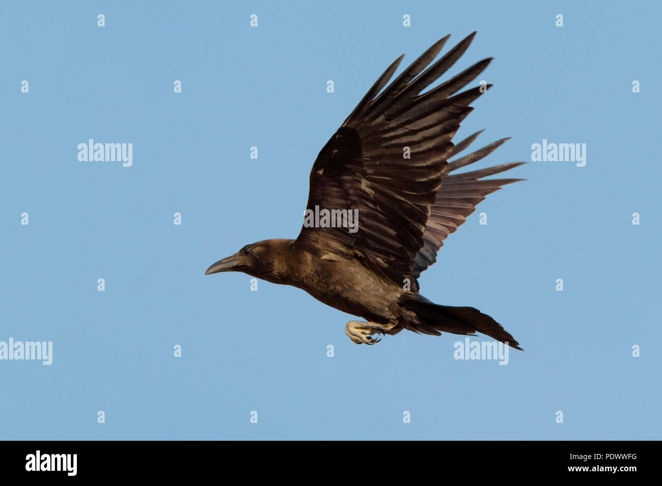 Brown necked raven hi-res stock photography and images - Alamy