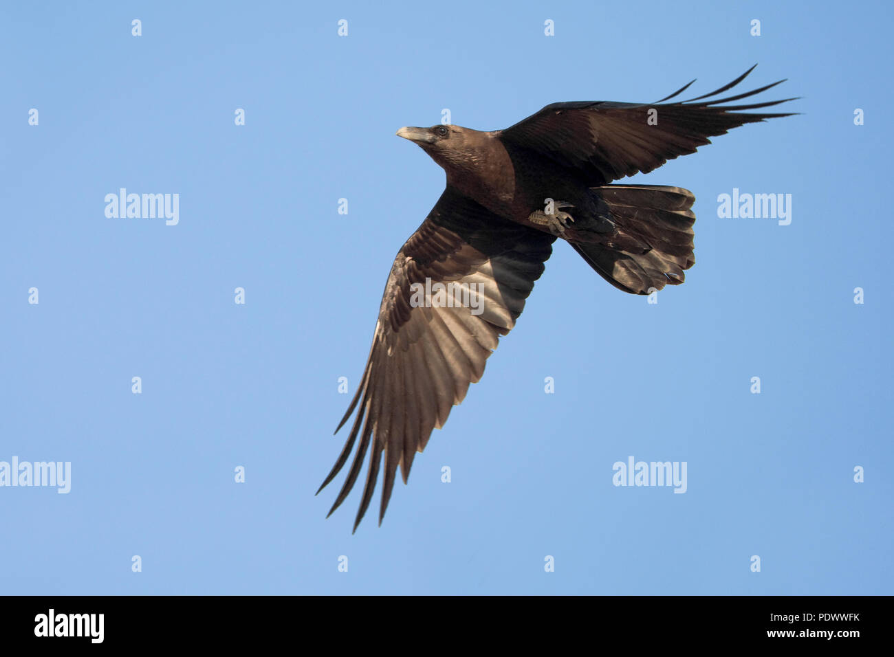 Brown necked raven hi-res stock photography and images - Alamy