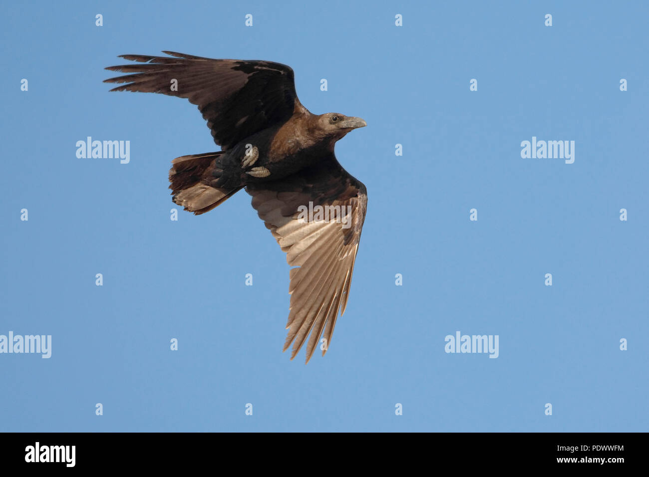 Brown necked Raven in flight against a cloudless blie sky, underwing ...