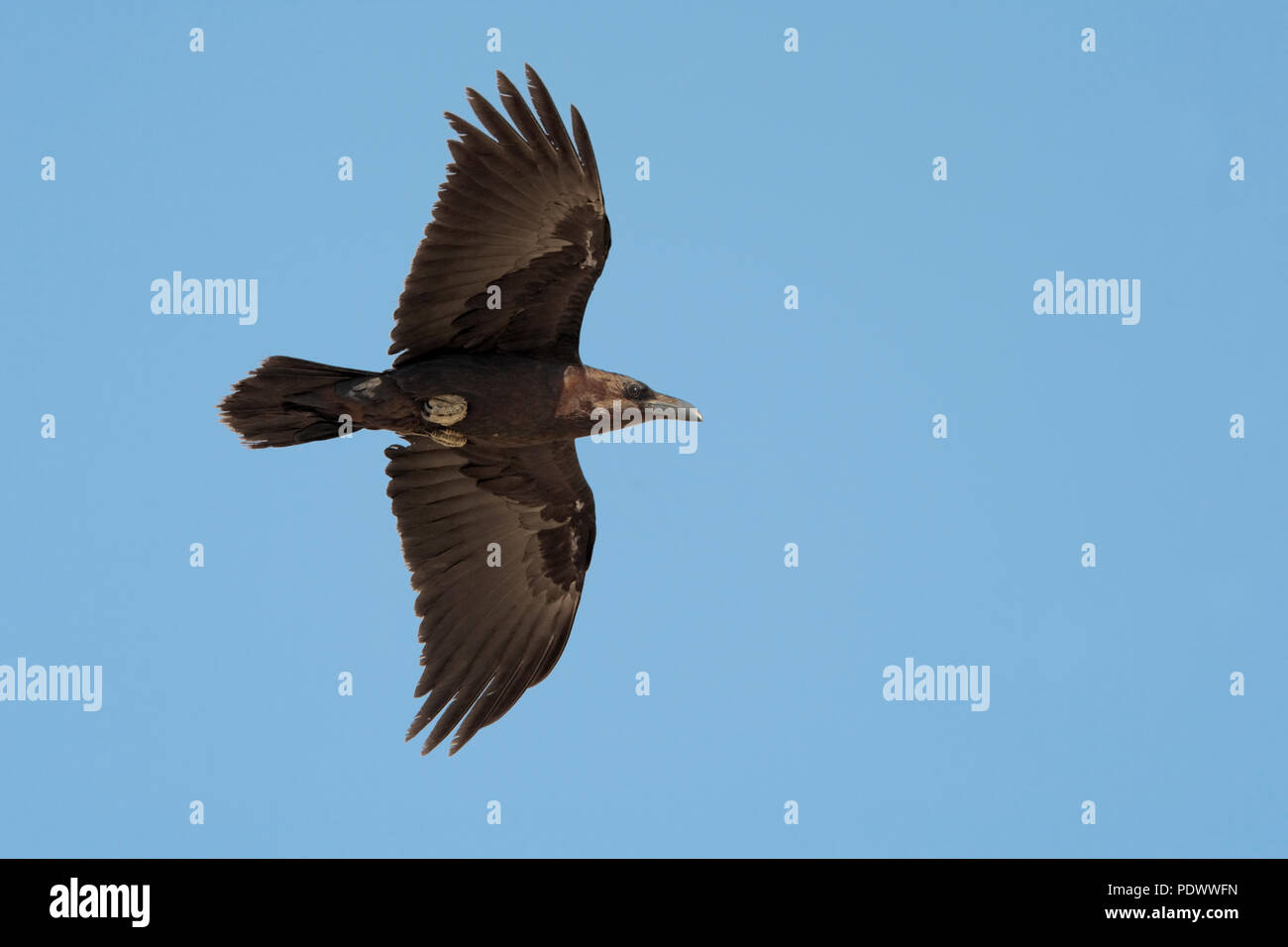 Brown necked Raven in flight against a cloudless blie sky, underwing ...