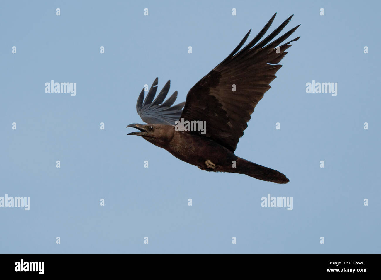 Brown necked raven hi-res stock photography and images - Alamy