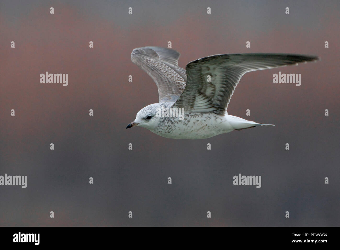 Common Gull in flight, side-view Stock Photo - Alamy